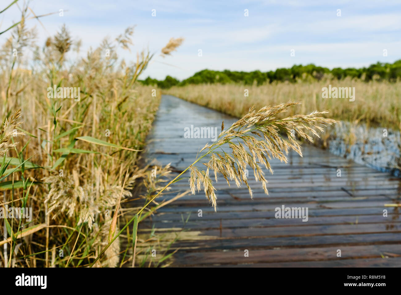 Reed seeds protruding from a flooded lake next to a floating wooden ...
