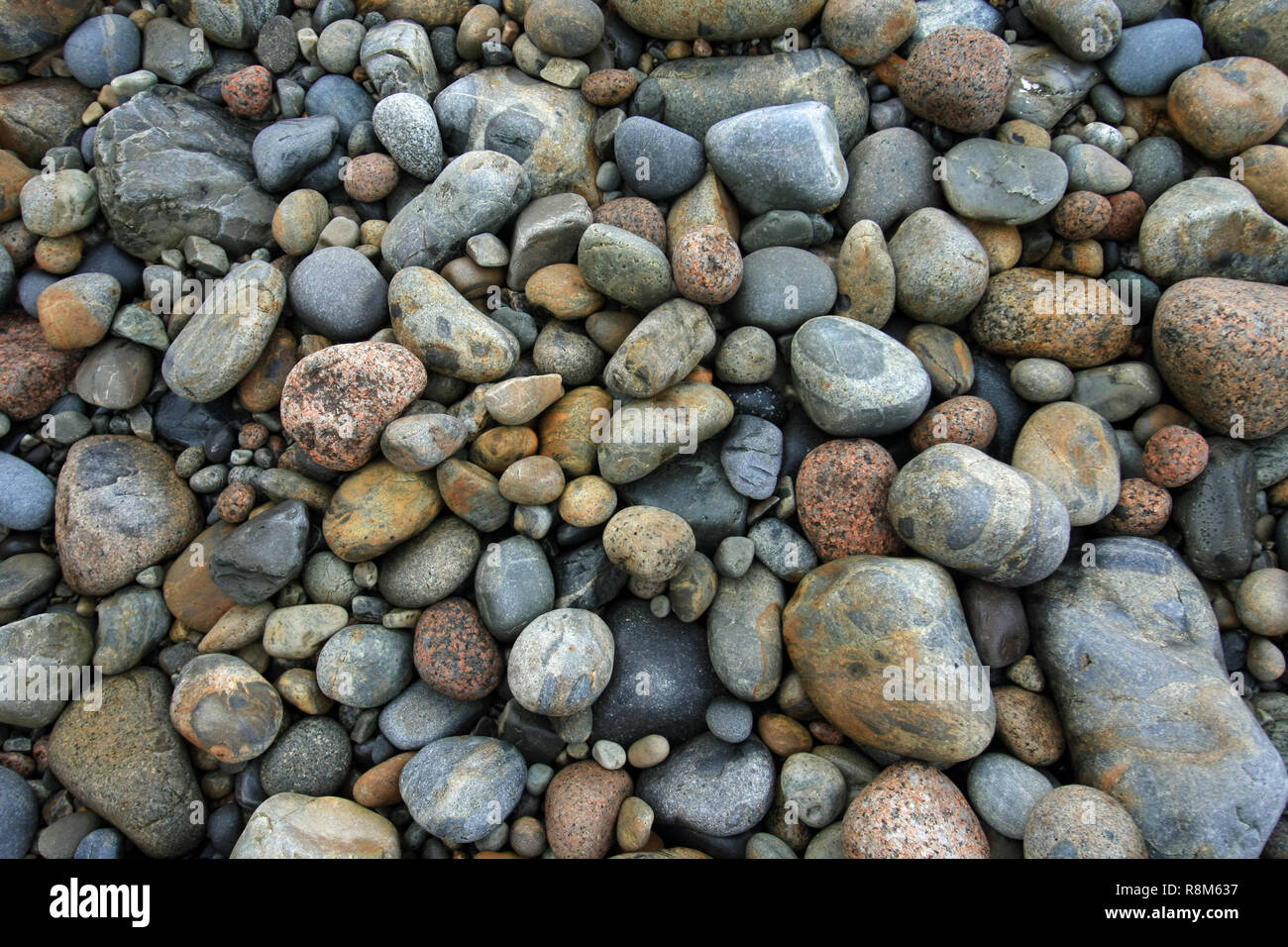 Colorful, smooth granite pebbles on beach in Acadia National Park ...