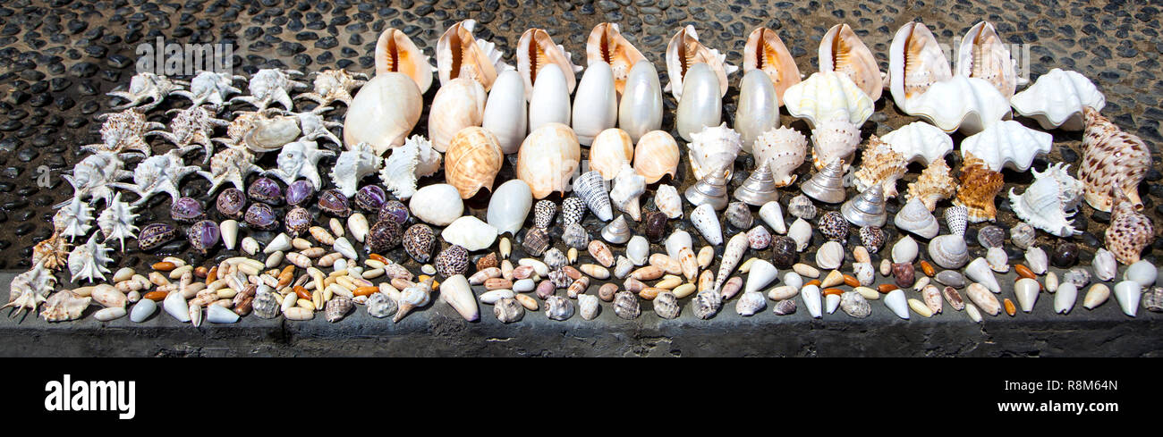 Different seashells on kuta beach waterfront, Bali, Indonesia Stock ...