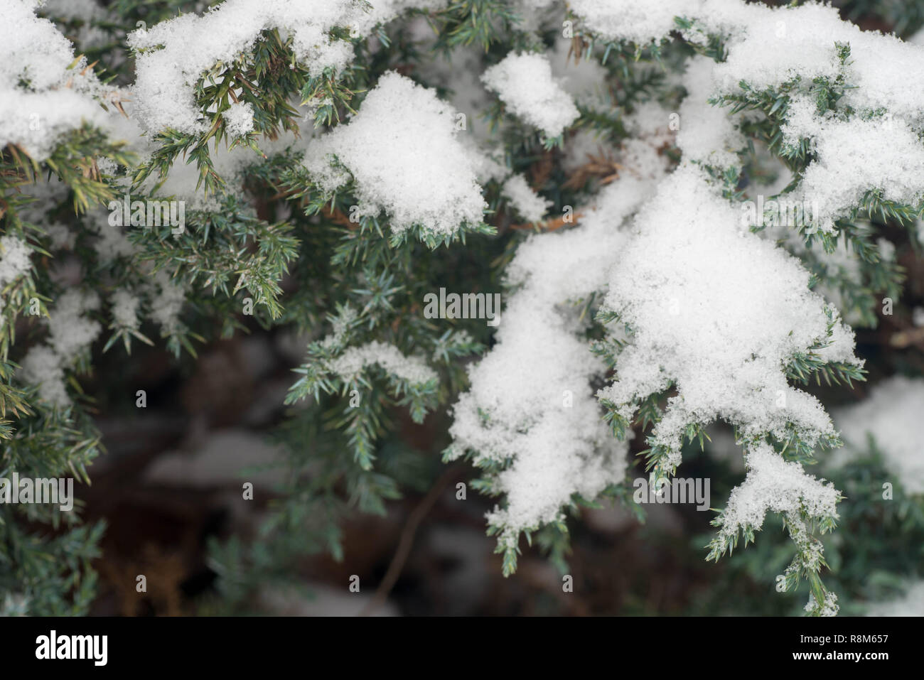 juniper twigs covered with snow macro Stock Photo - Alamy