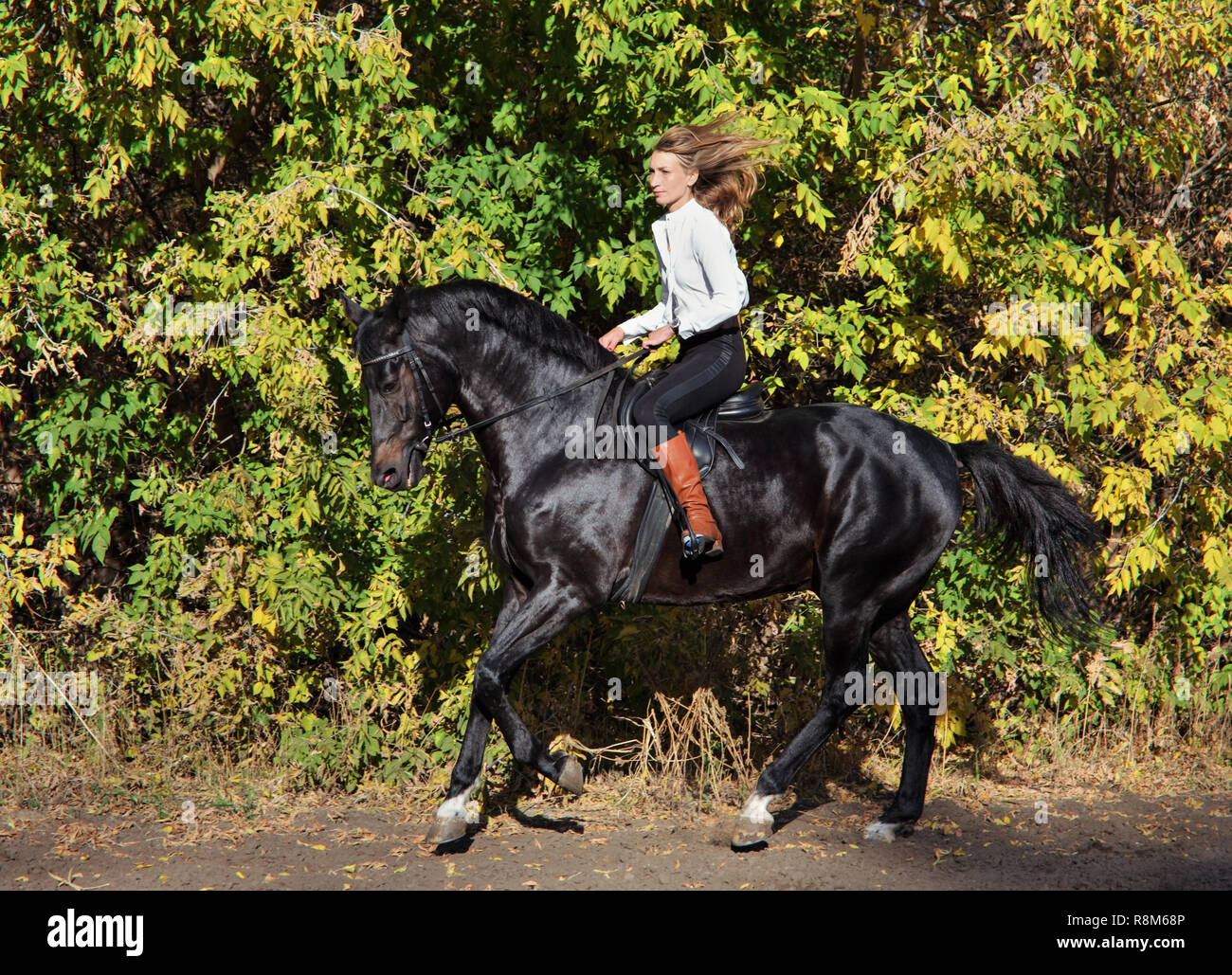 Horseback - woman riding a horse. Horse and equestrian model girl in ...
