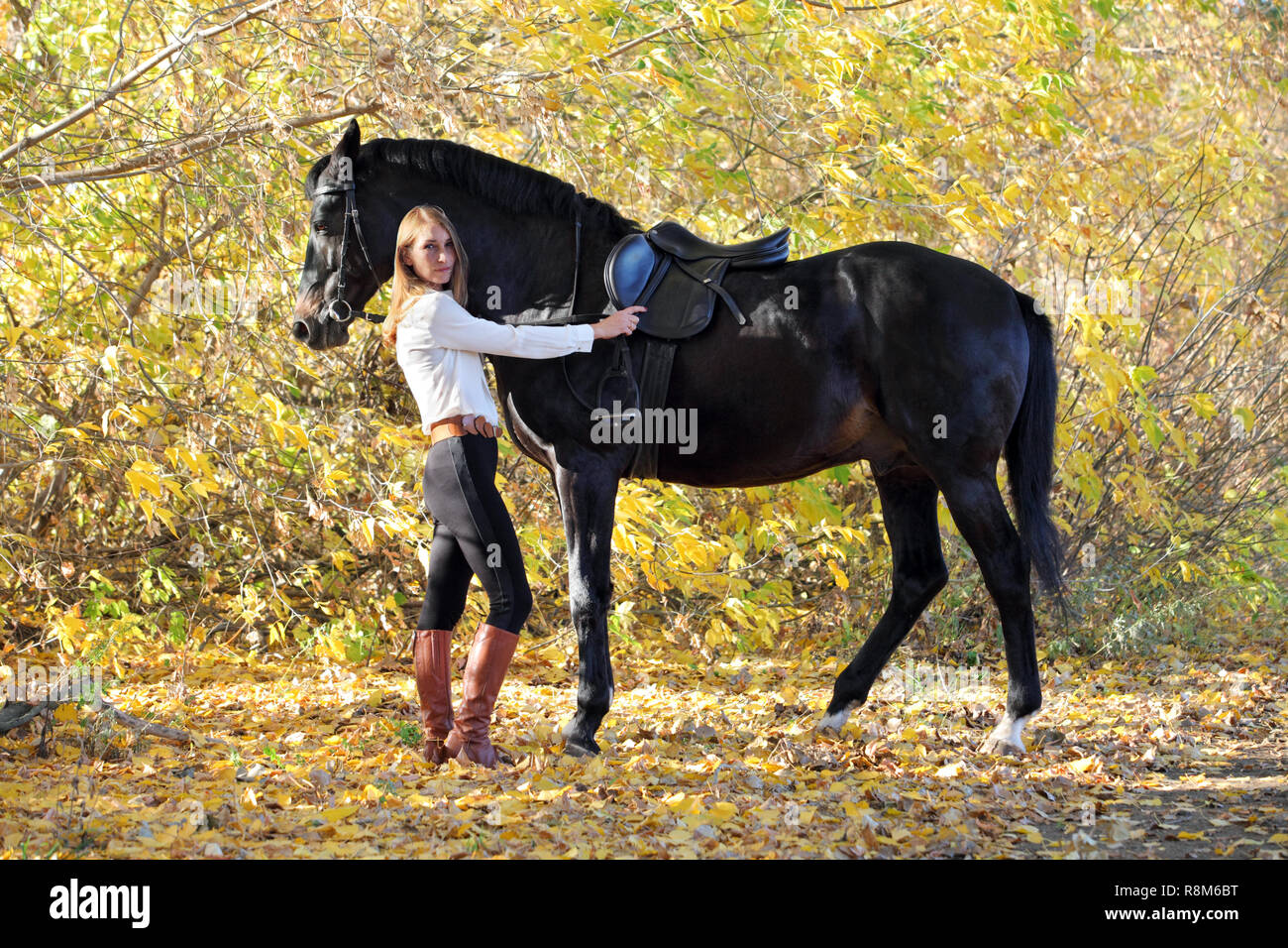 Horse and rider walking High Resolution Stock Photography and Images ...