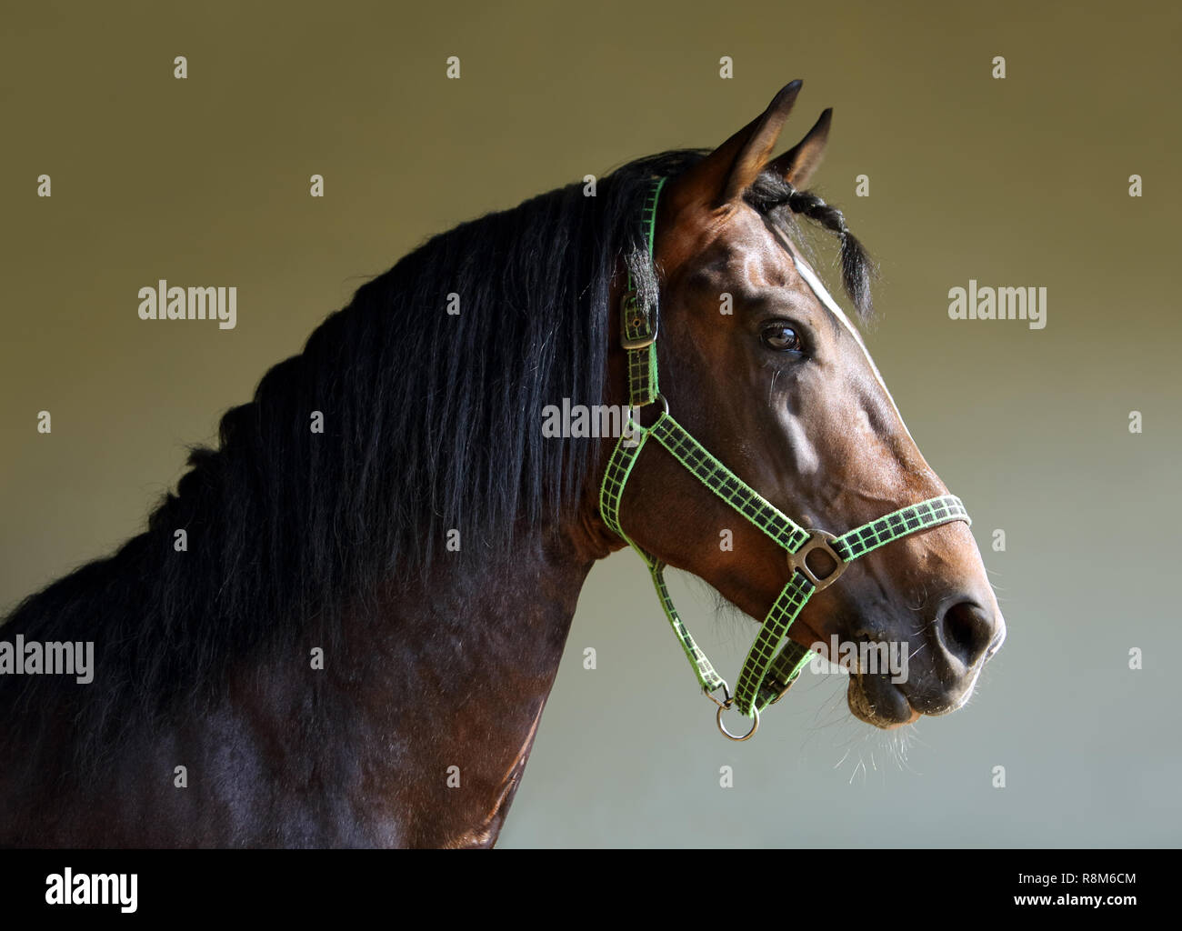 Purebred horse portrait in dark stable background Stock Photo - Alamy
