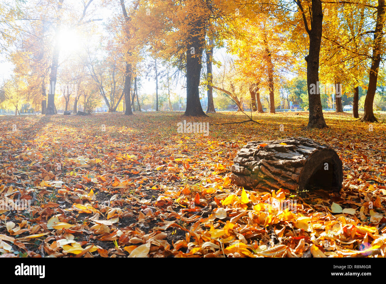 Autumn landscape park. Fall tree leaves background Stock Photo - Alamy