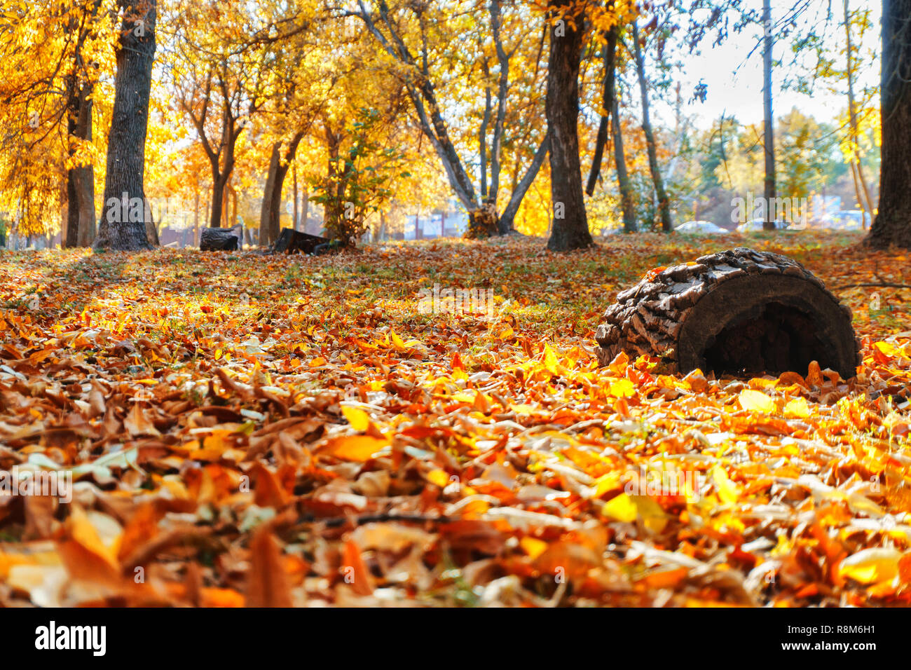 Autumn landscape park. Fall tree leaves background Stock Photo - Alamy
