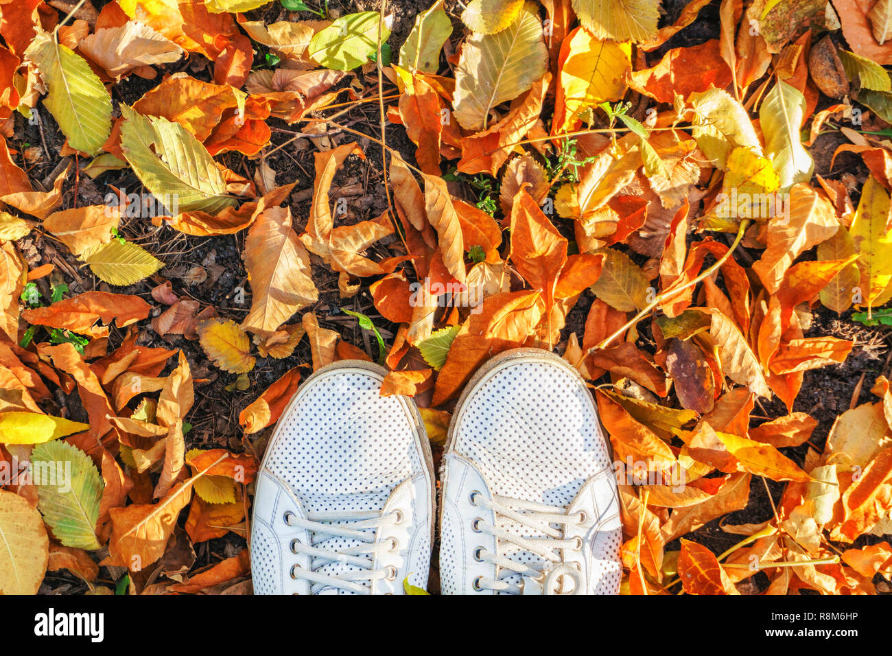 Shoes standing on ground with autumn leaves. Top view on fall tree ...