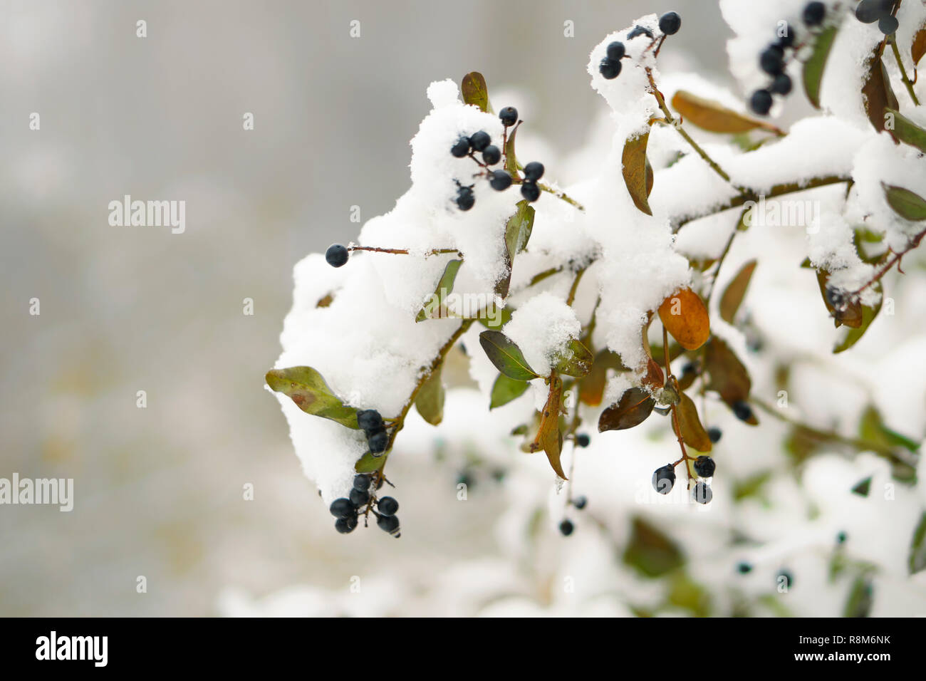 Berry under the snow in winter garden. Frozen berries with snow flakes ...