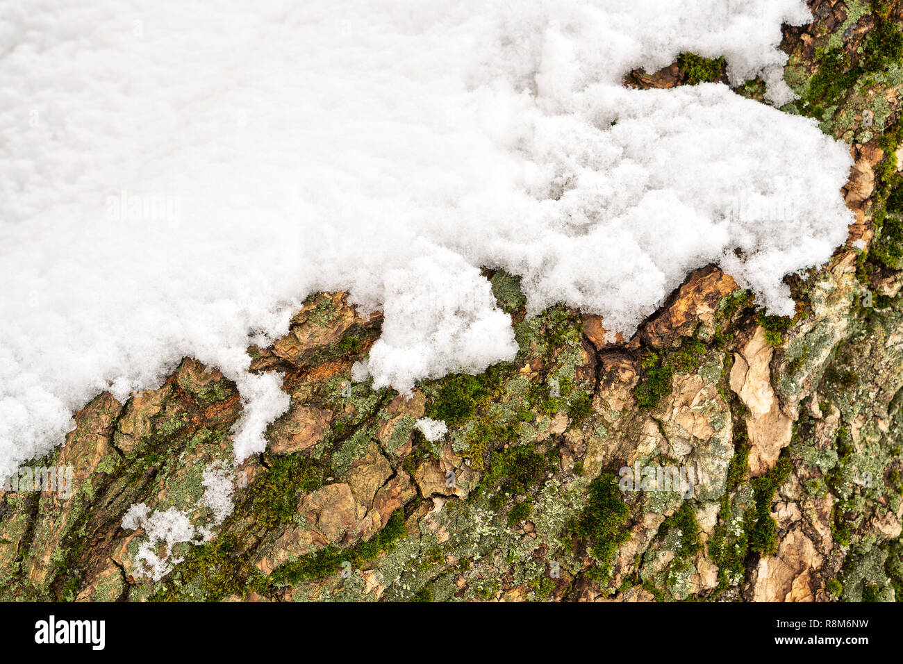 Frozen lichen hi-res stock photography and images - Alamy