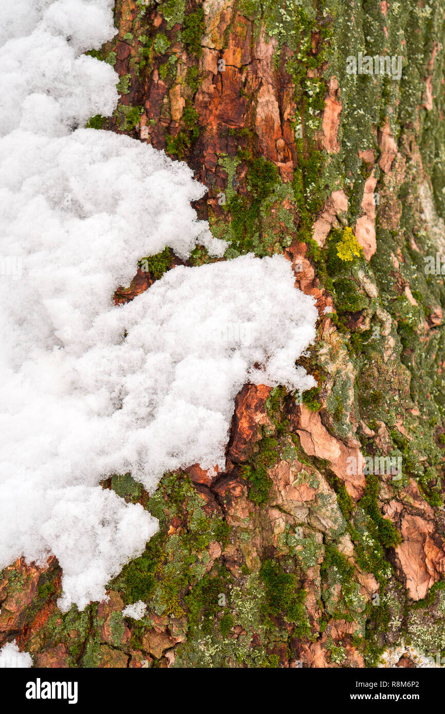 Frozen lichen hi-res stock photography and images - Alamy
