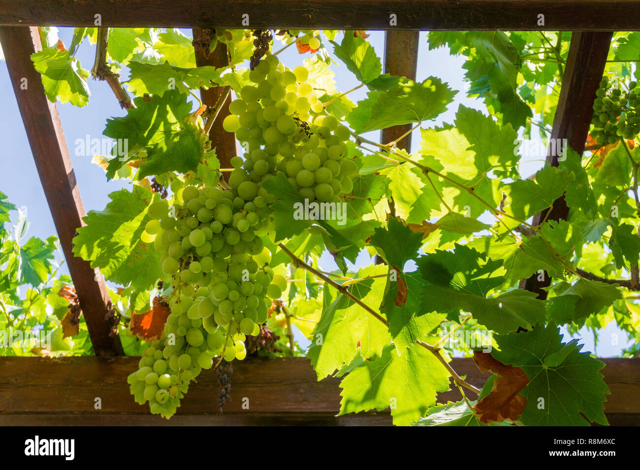 Hanging grapes hi-res stock photography and images - Alamy