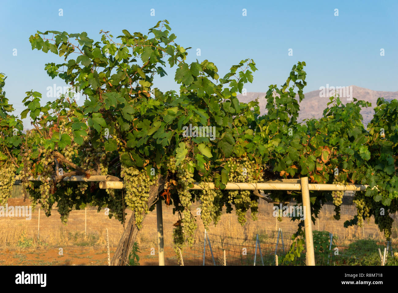 Hanging grapes hi-res stock photography and images - Alamy