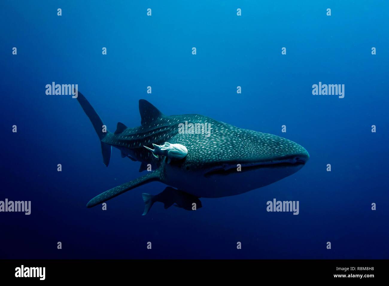 Nabire whale shark hi-res stock photography and images - Alamy