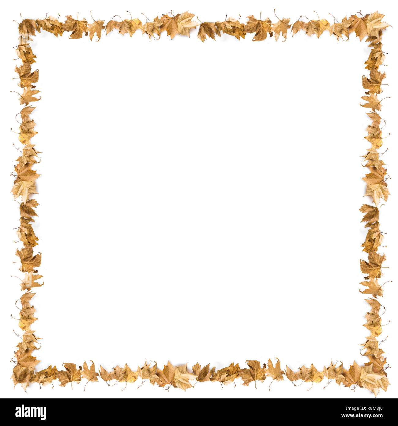 Autumn or winter square frame make with leaves on white background ...