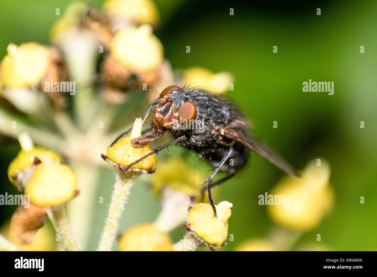 Detailed, Macro View of House Fly / Insect on yellow plant Stock Photo ...
