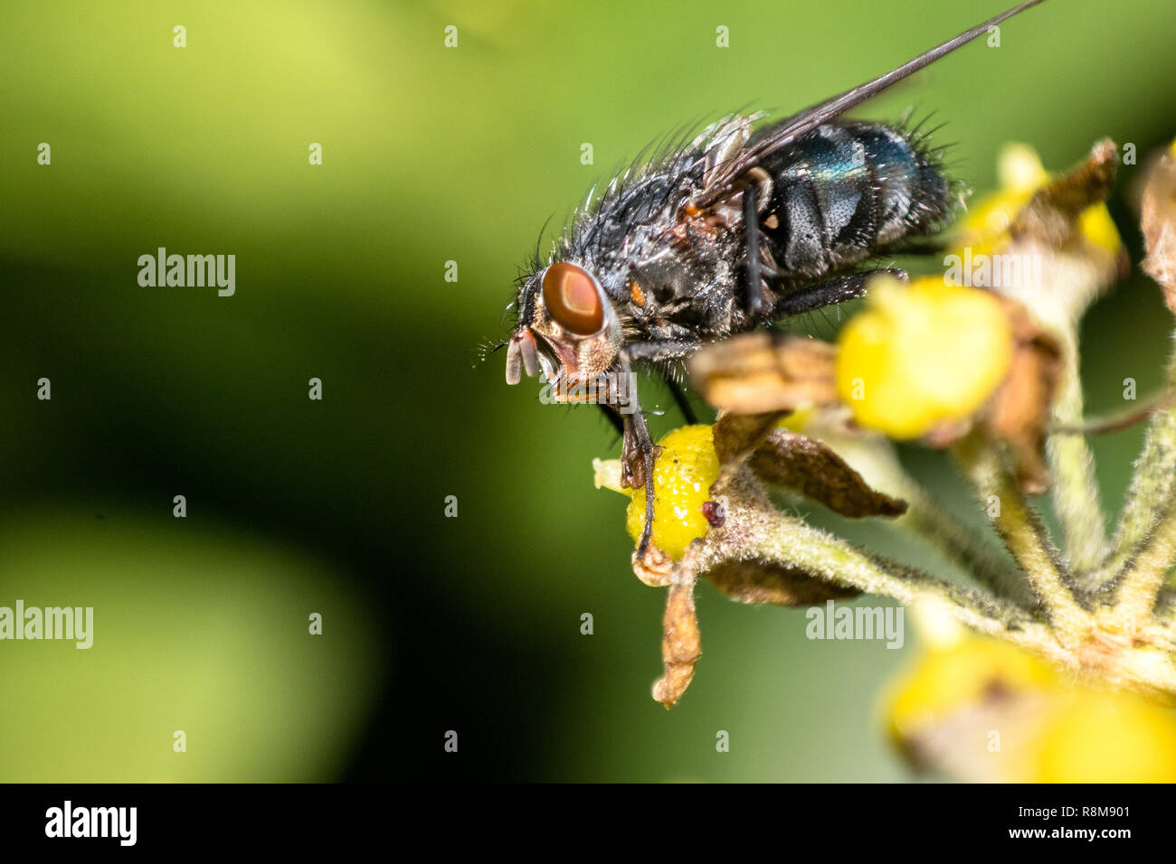 Detailed, Macro View of House Fly / Insect on yellow plant Stock Photo ...