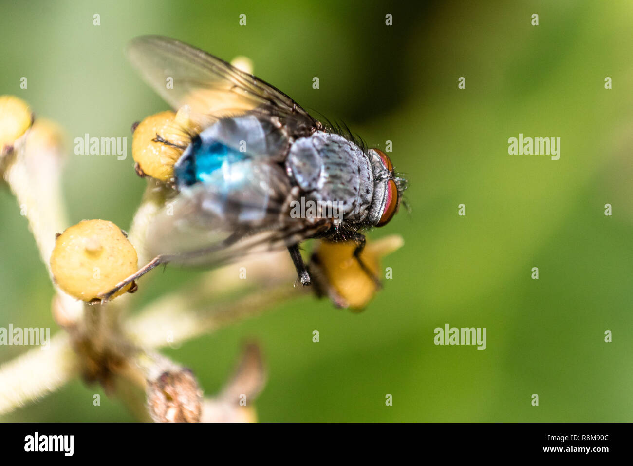 Invertebrate anatomy hi-res stock photography and images - Alamy