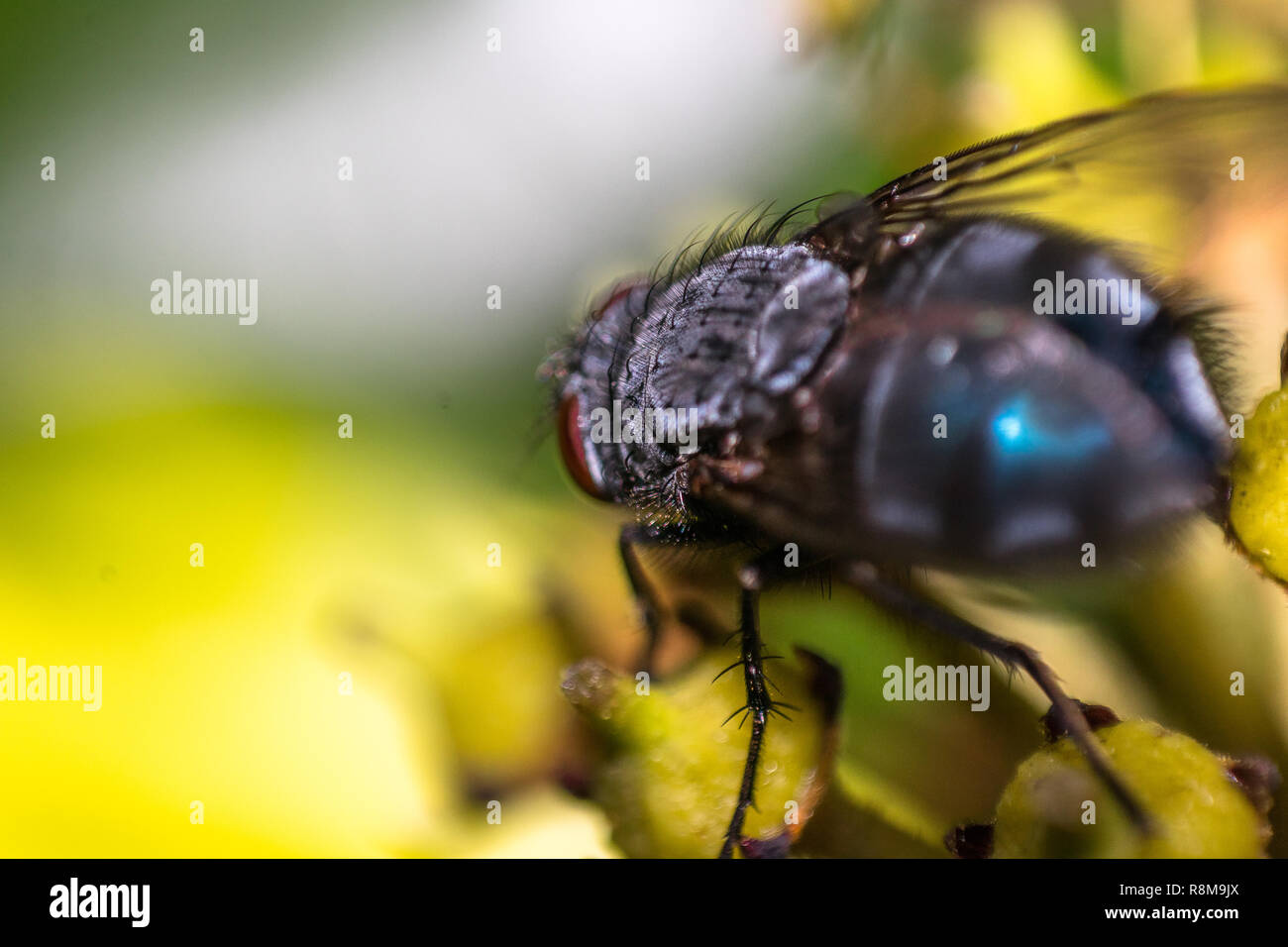 Detailed, Macro View of House Fly / Insect on yellow plant Stock Photo ...