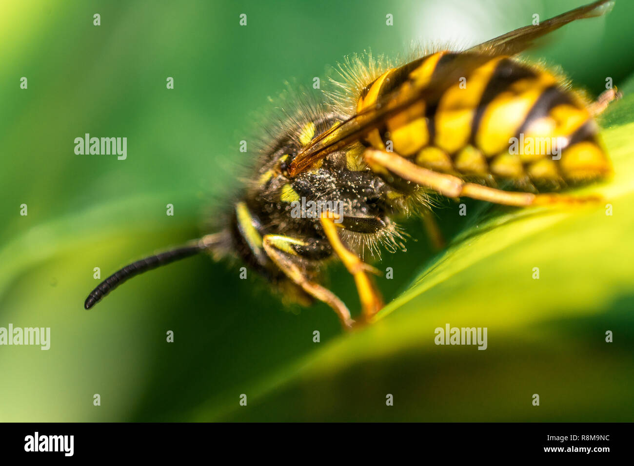 Very detailed wasp hi-res stock photography and images - Alamy