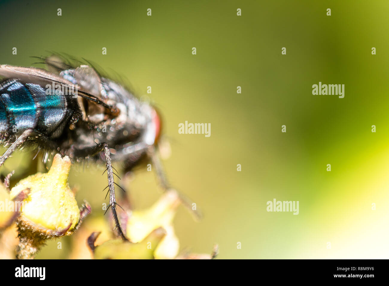 Detailed flower anatomy hi-res stock photography and images - Alamy