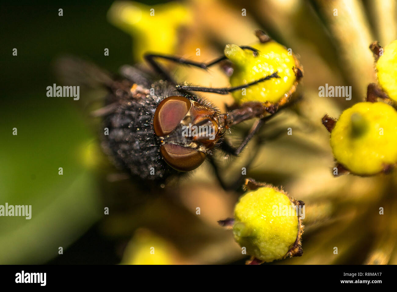 Detailed leaf anatomy hi-res stock photography and images - Alamy