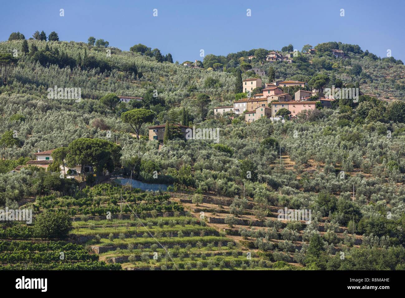Italy, Tuscany, Lower Valdarno, Vinci, the native village of Leonardo ...