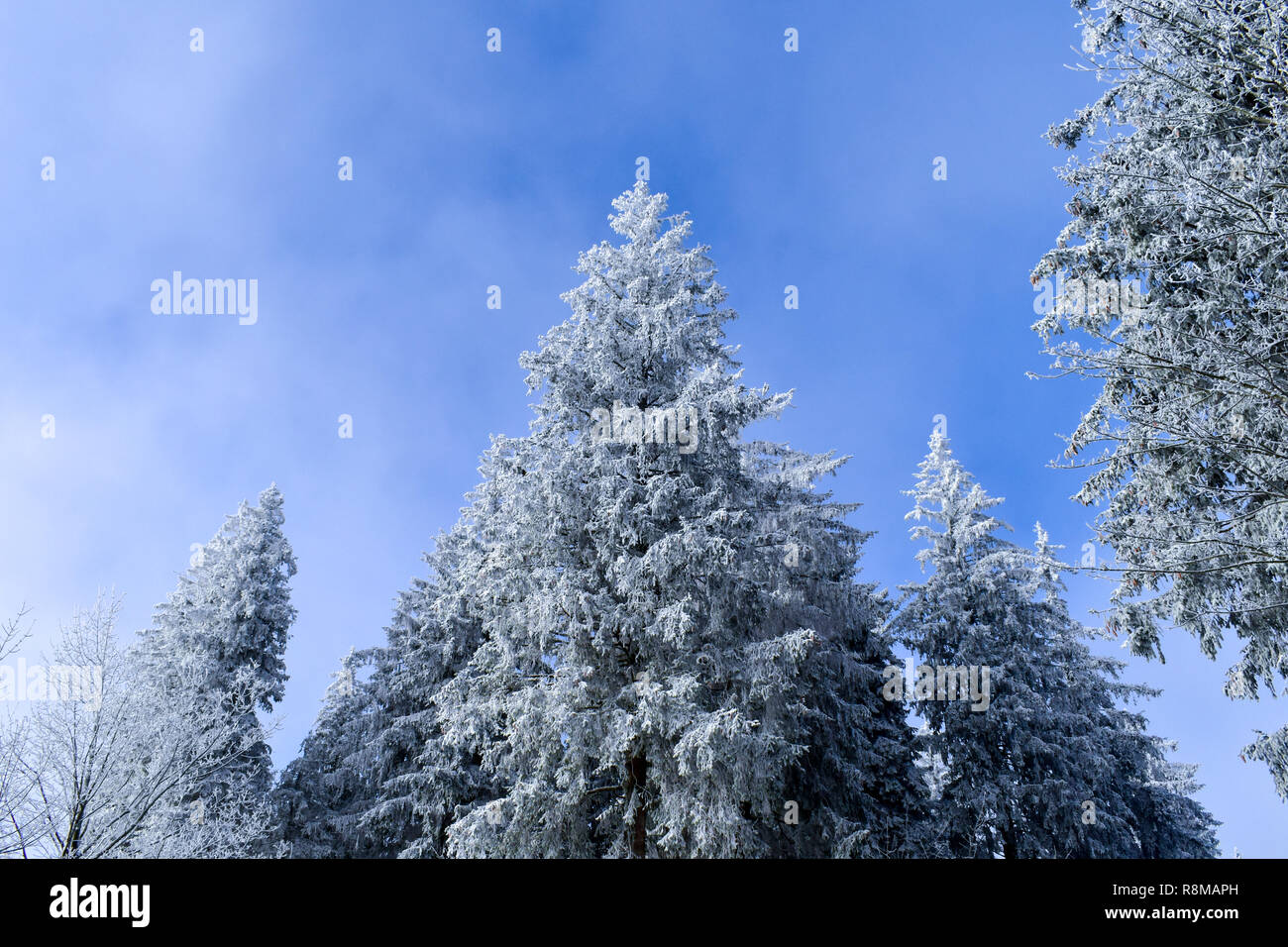 Frozen snowy pine tree hi-res stock photography and images - Alamy