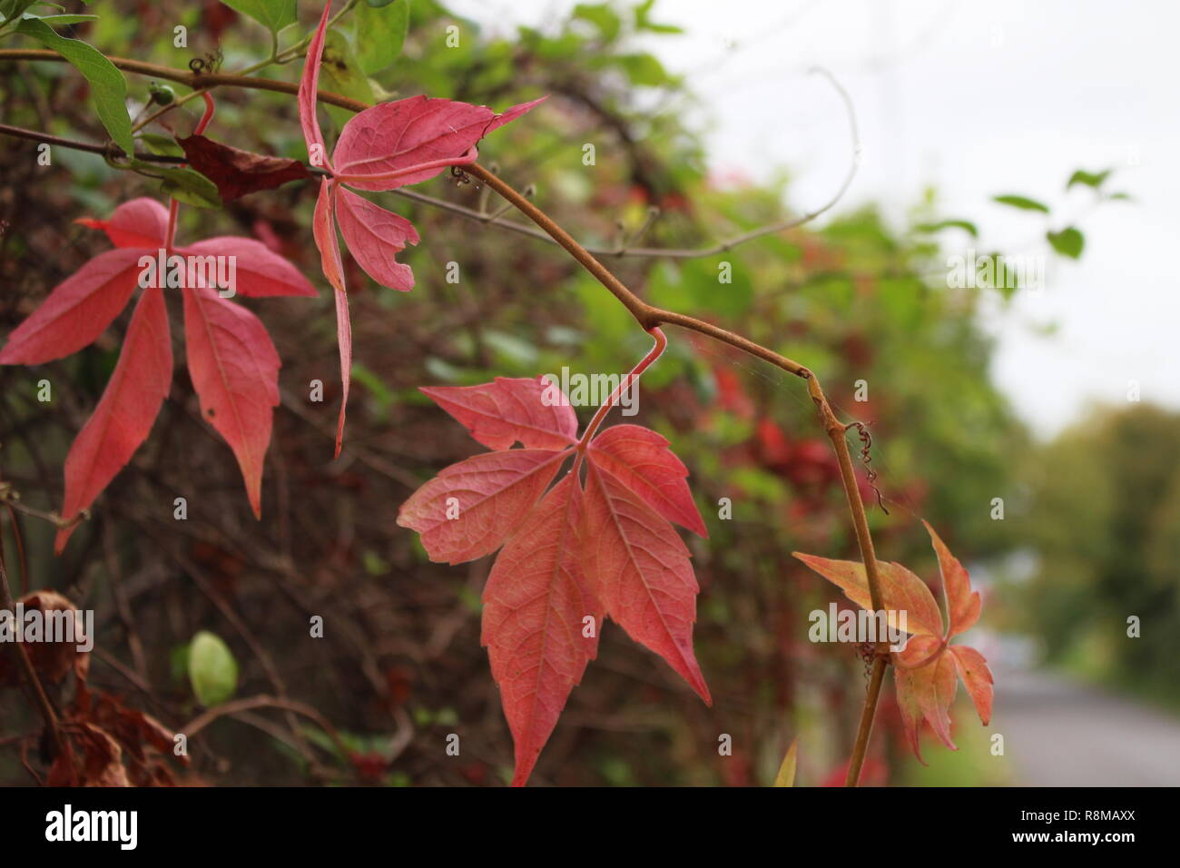 Red leaves countryside hi-res stock photography and images - Alamy