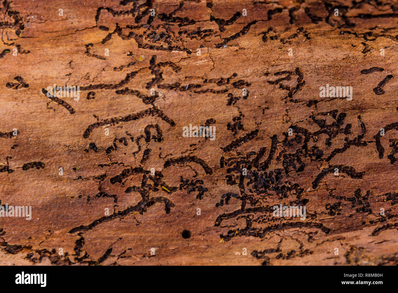 view of a tree bark with irregular patterns possibly caused by the bark ...