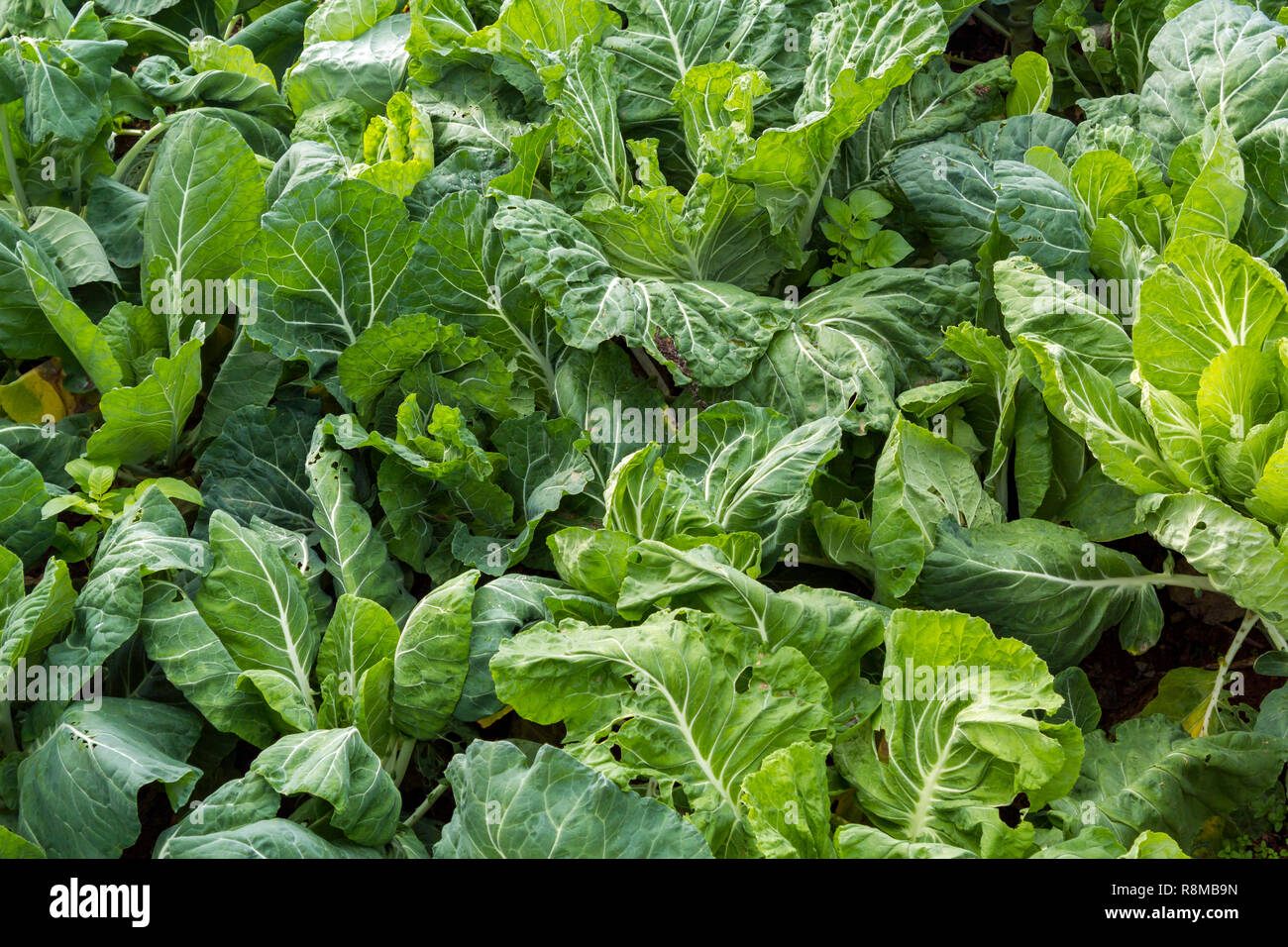 Green cabbage in vegetable farm Stock Photo - Alamy
