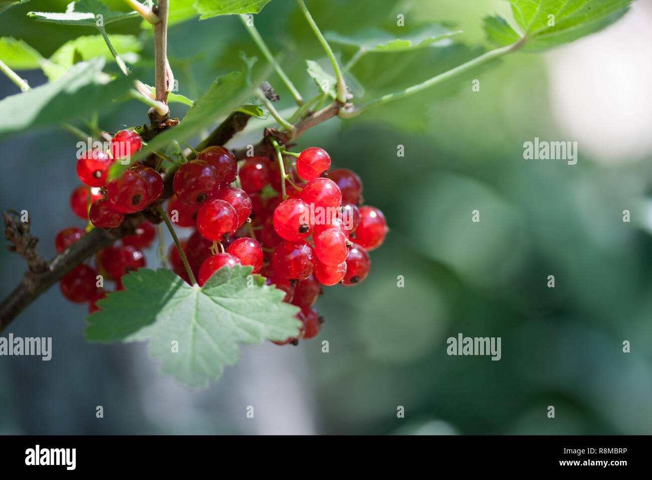 Red currant (Ribes rubrum Stock Photo - Alamy