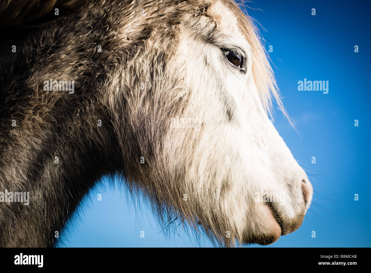 Close up white pony hi-res stock photography and images - Alamy