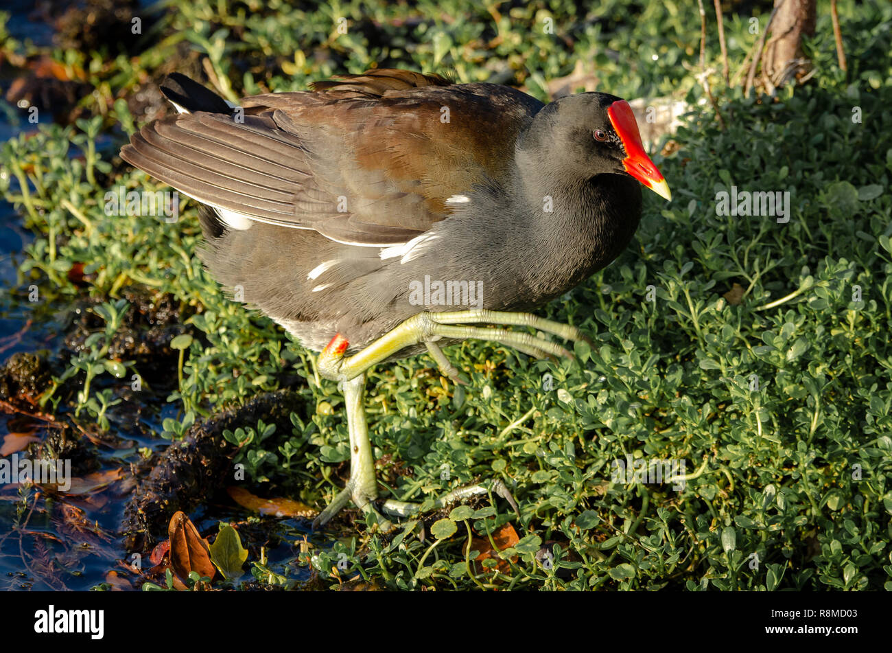 Common gallinule (Gallinula galeata Stock Photo - Alamy