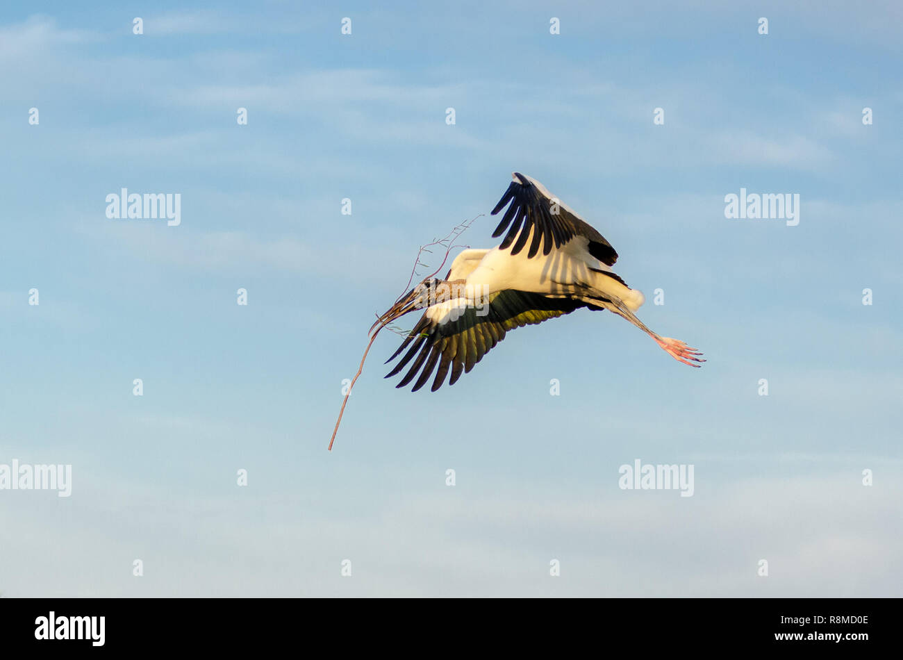 Native north american stork hi-res stock photography and images - Alamy