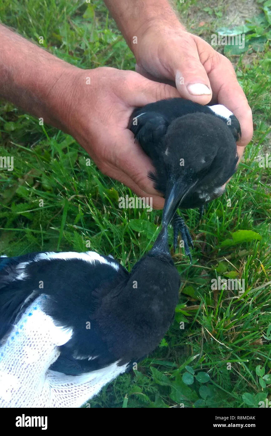 Holding crow hands hi-res stock photography and images - Alamy