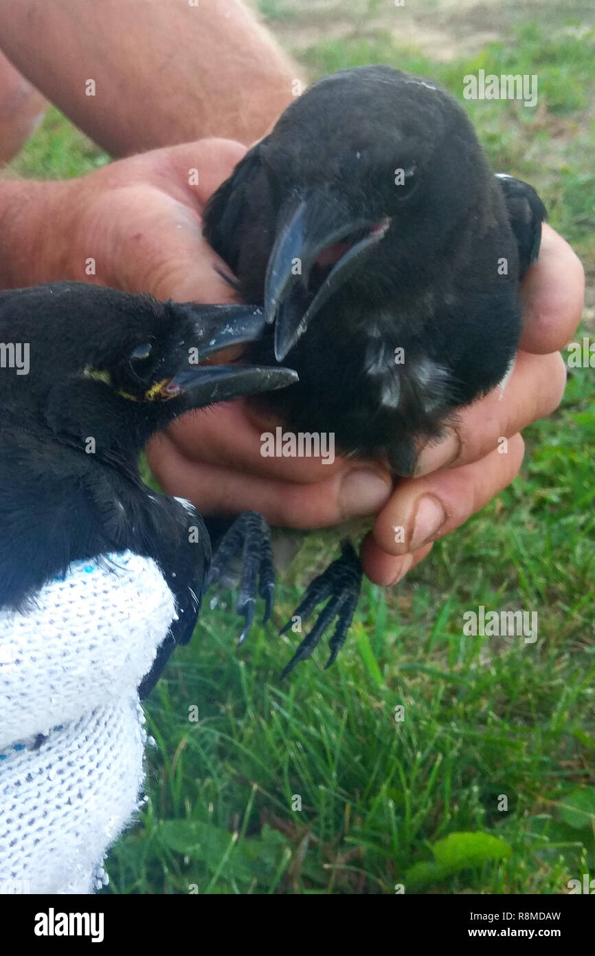 Holding crow hands hi-res stock photography and images - Alamy