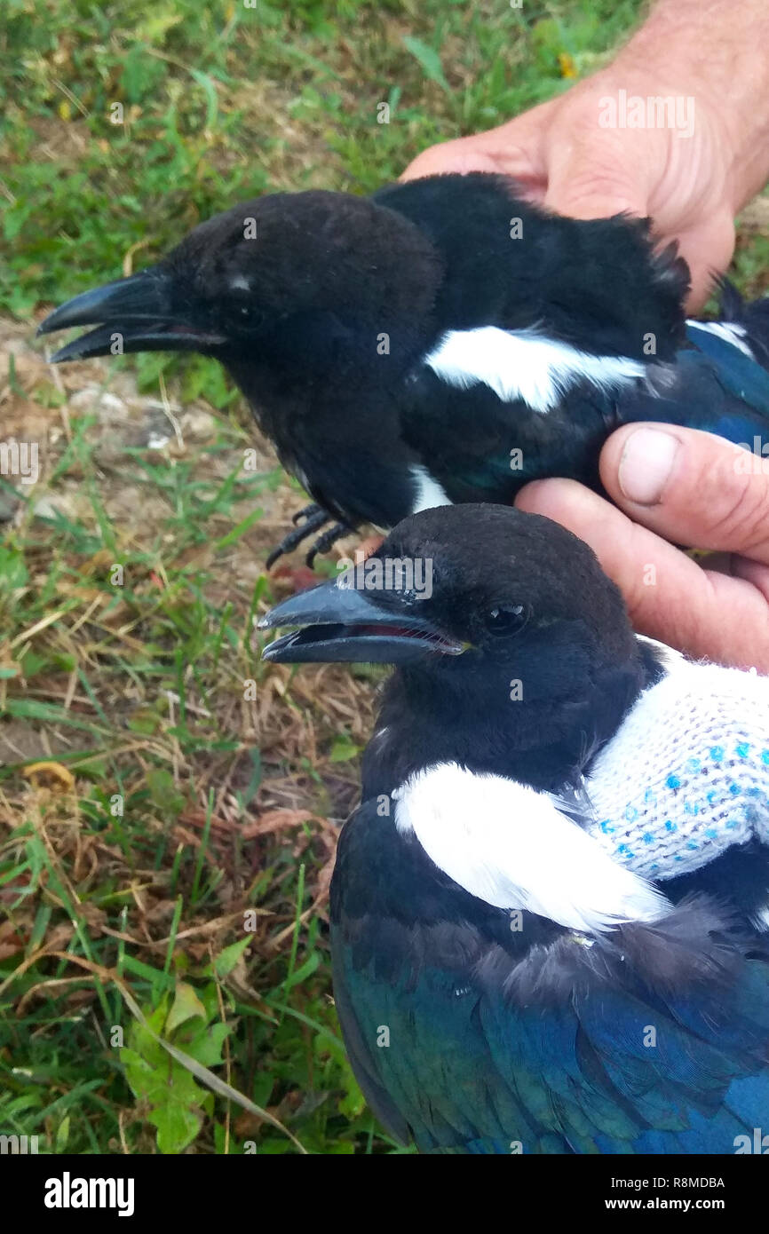 Holding crow hands hi-res stock photography and images - Alamy