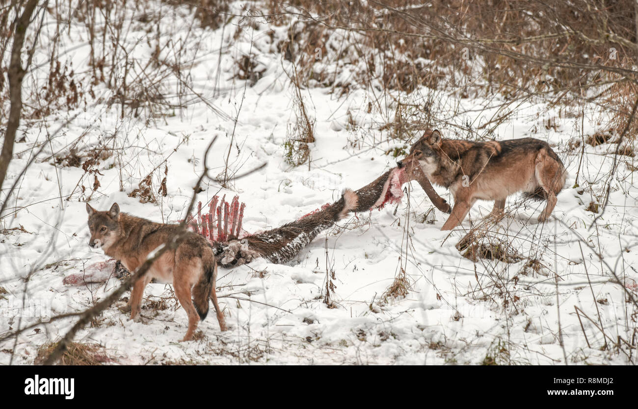Wolf Pack Hunting Deer