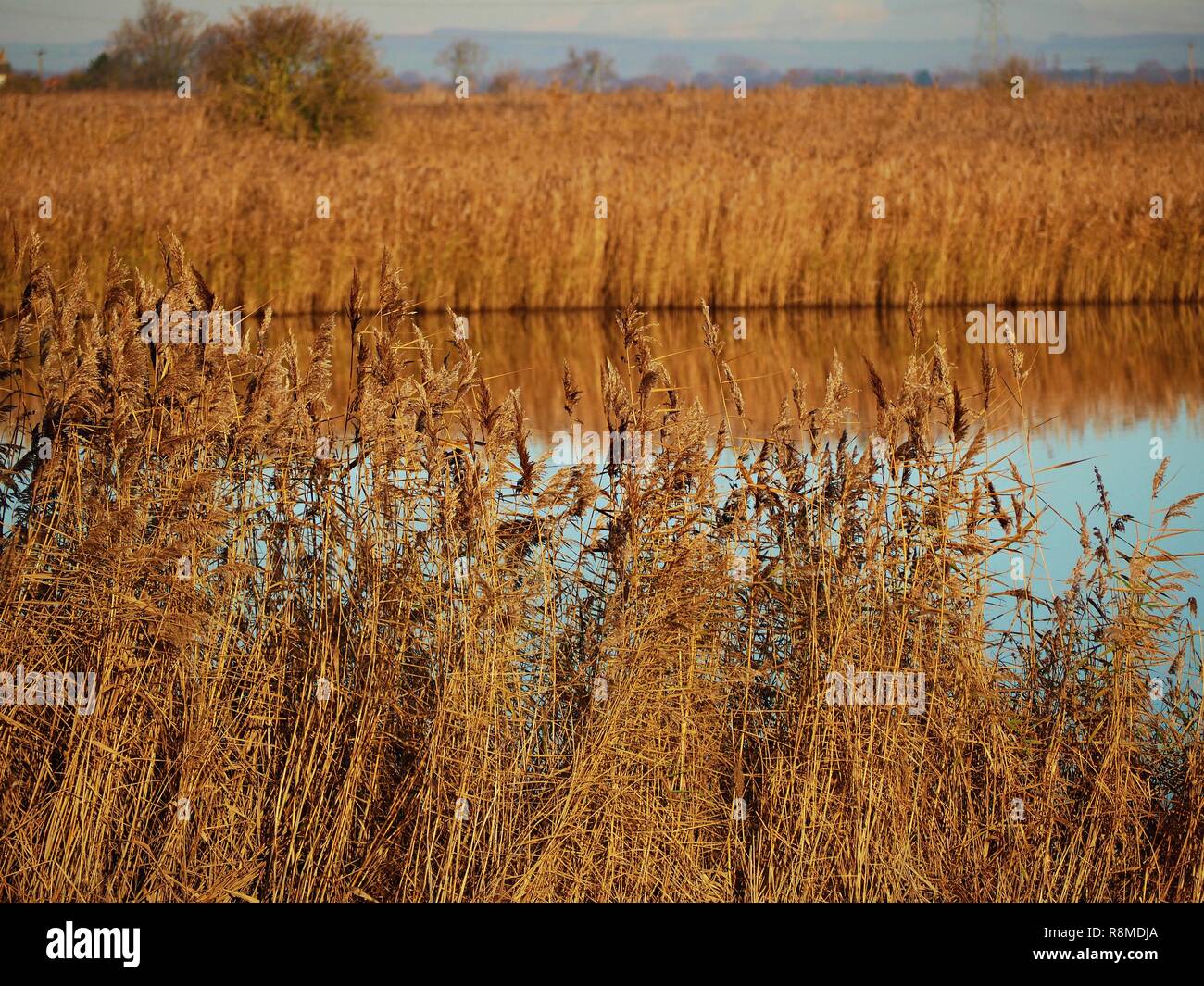 Reed reed habitat hi-res stock photography and images - Alamy