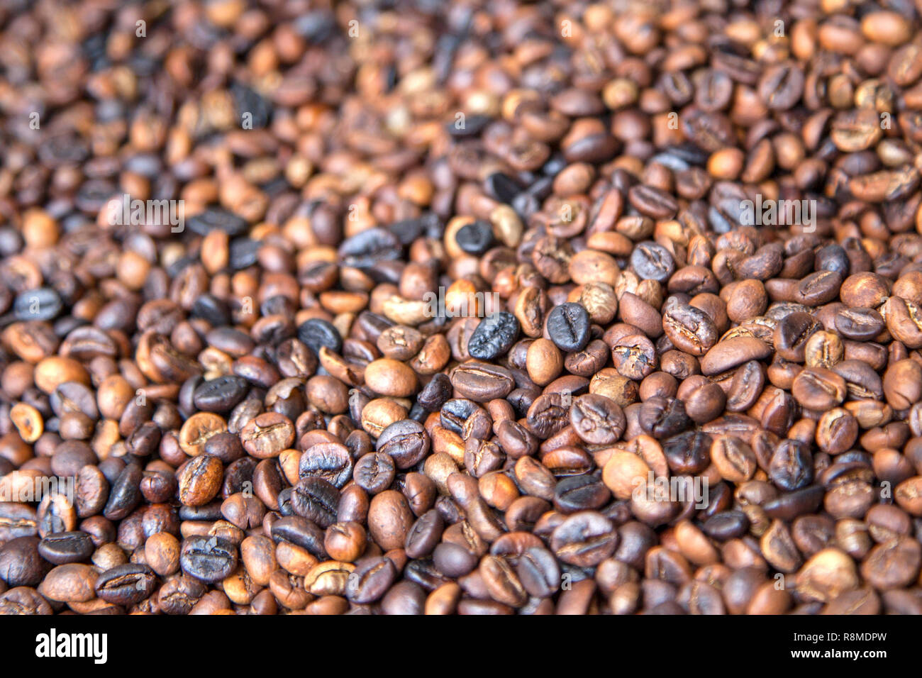 The famous luwak coffee in balinese indonesia Stock Photo - Alamy