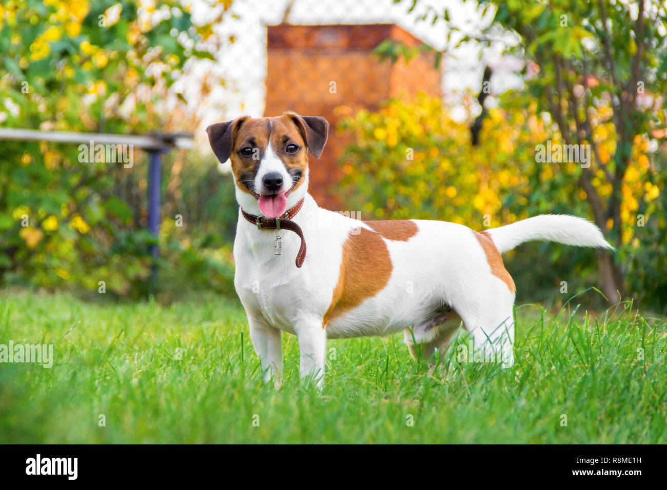Muzzle jack russell hi-res stock photography and images - Alamy