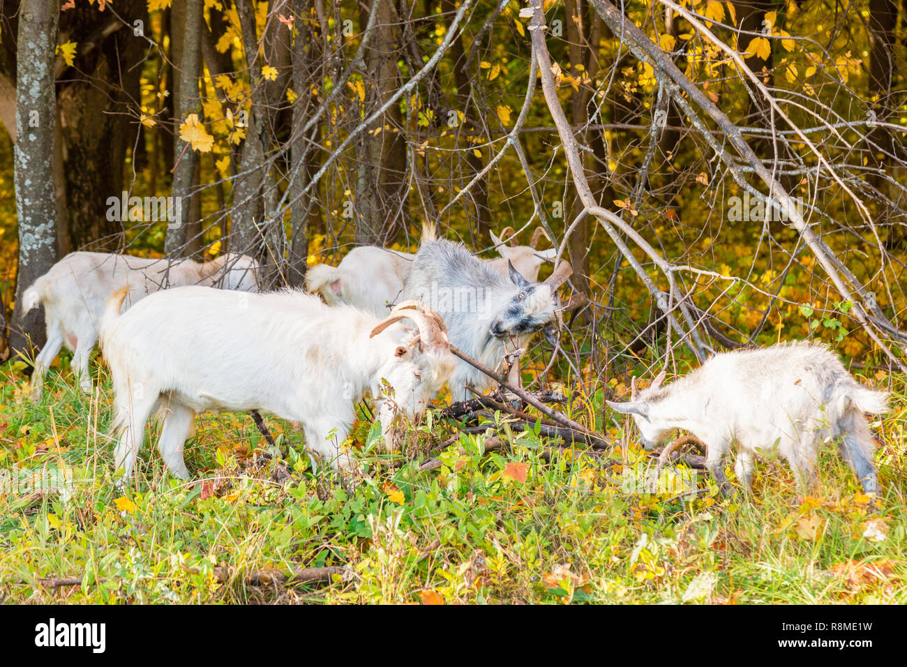 Horns goats hi-res stock photography and images - Alamy