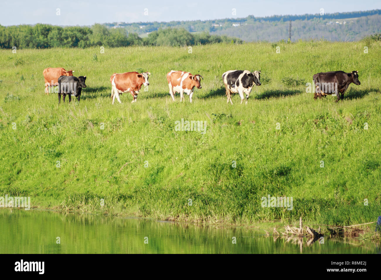 Pasturing cows hi-res stock photography and images - Alamy