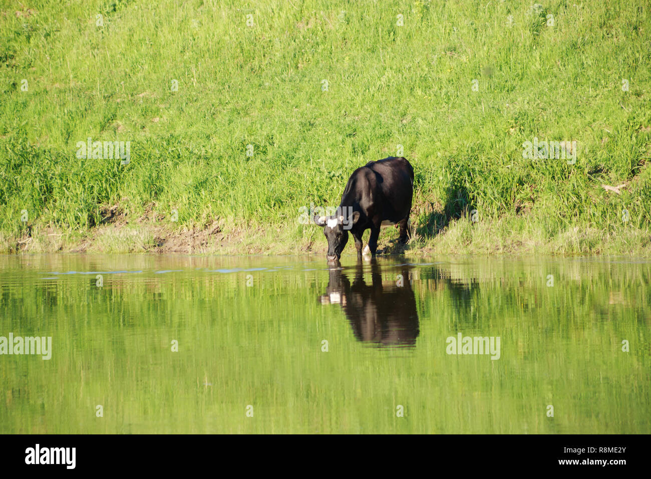 Cow pond hi-res stock photography and images - Alamy