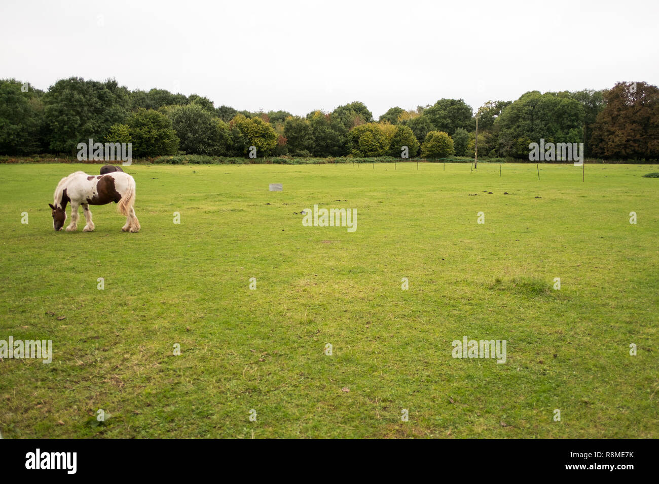 Horses Picture in South of england in September Stock Photo - Alamy