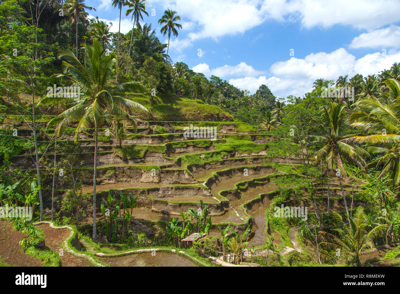 A Tegalalang rice terrace views of Bali in Indonesia Stock Photo - Alamy