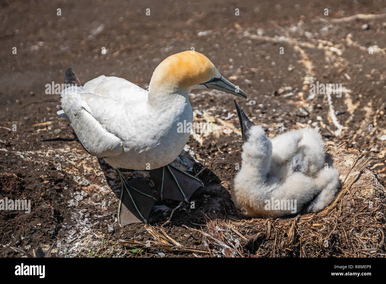 Australasian gannet nesting Stock Photo - Alamy