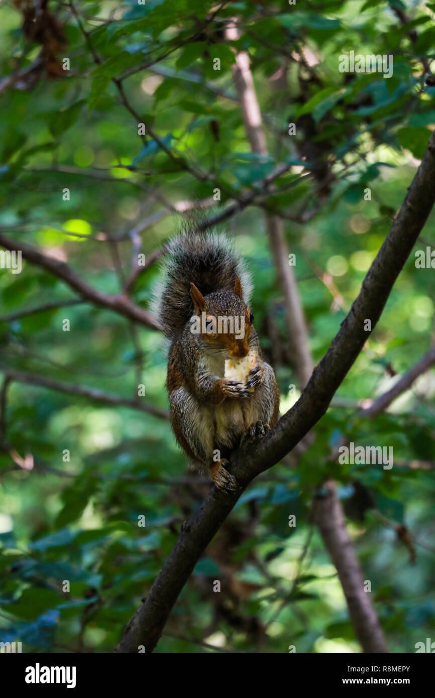 The little squirrel feasting high up in a tree Stock Photo - Alamy