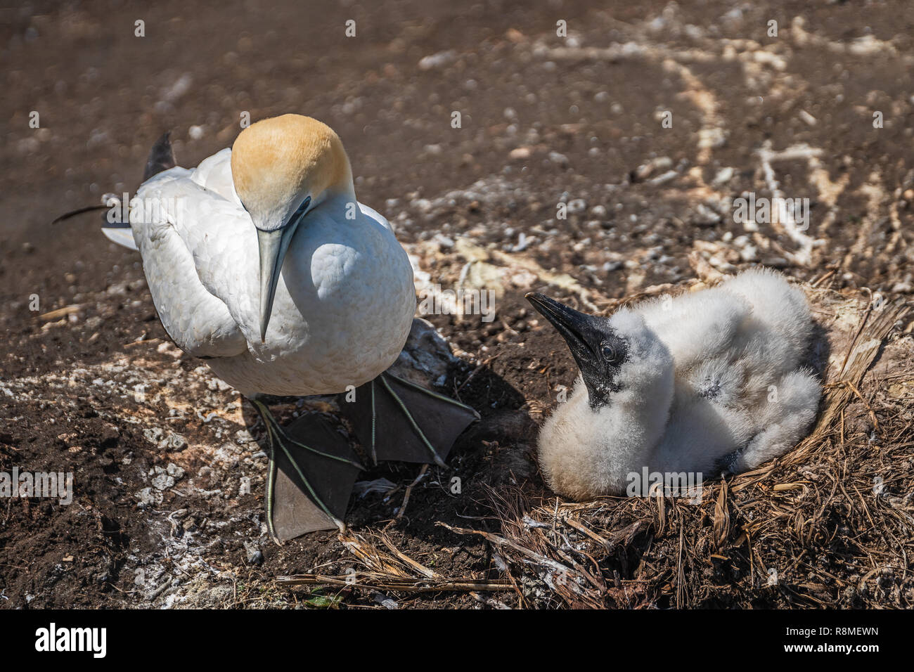 Pacific gannet couple hi-res stock photography and images - Alamy