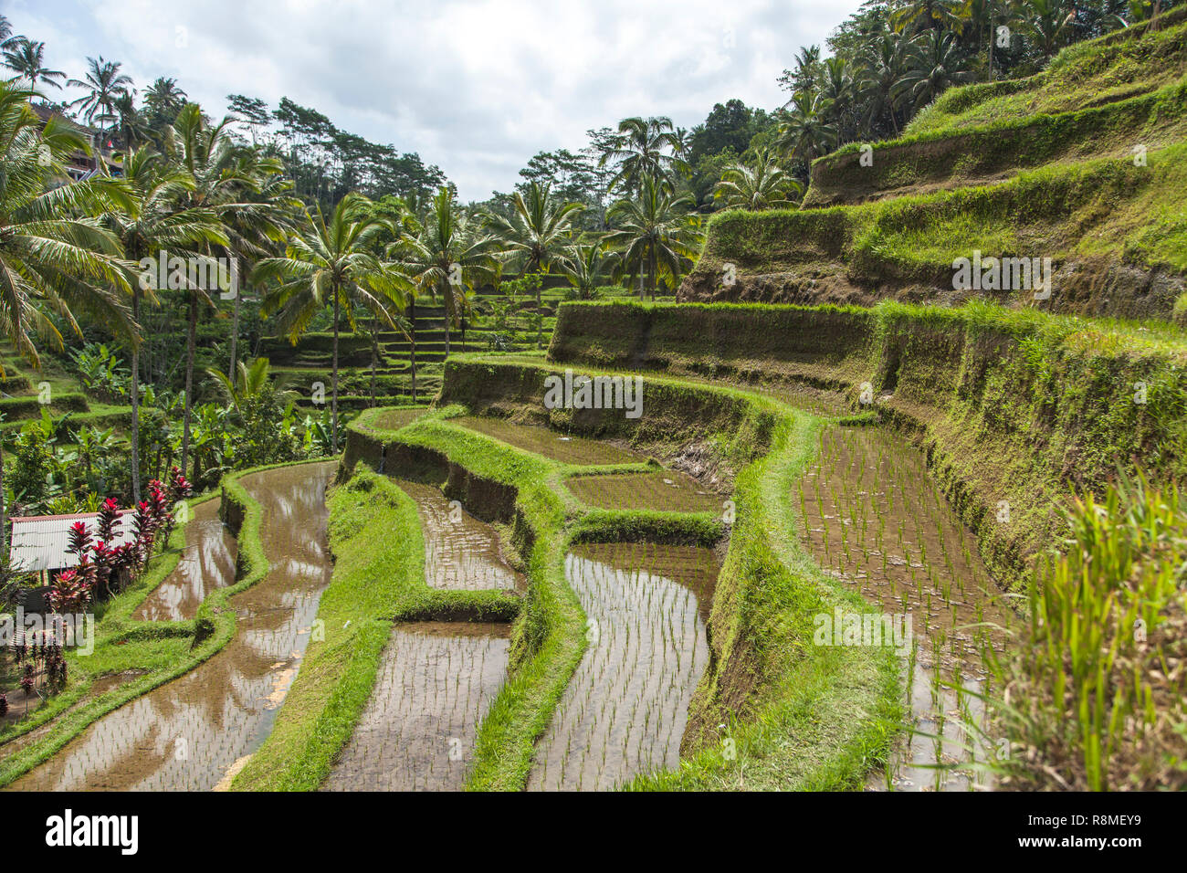 A Tegalalang rice terrace views of Bali in Indonesia Stock Photo - Alamy