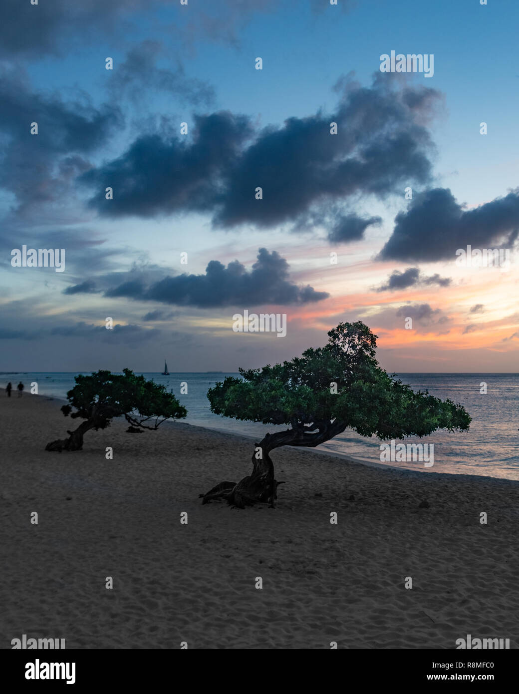 Aruba beach - Divi-Divi tree Eagle Beach Aruba at sunset - World famous ...